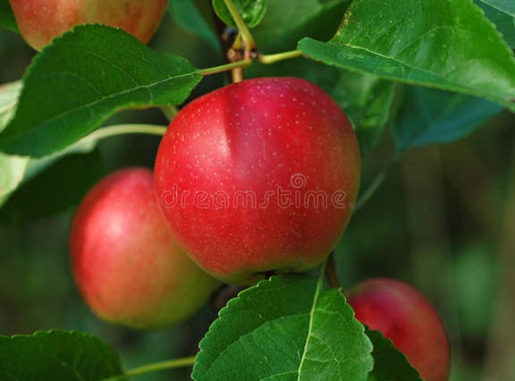 Pomme rouge image stock. Image du agriculture, affermage - 7897381