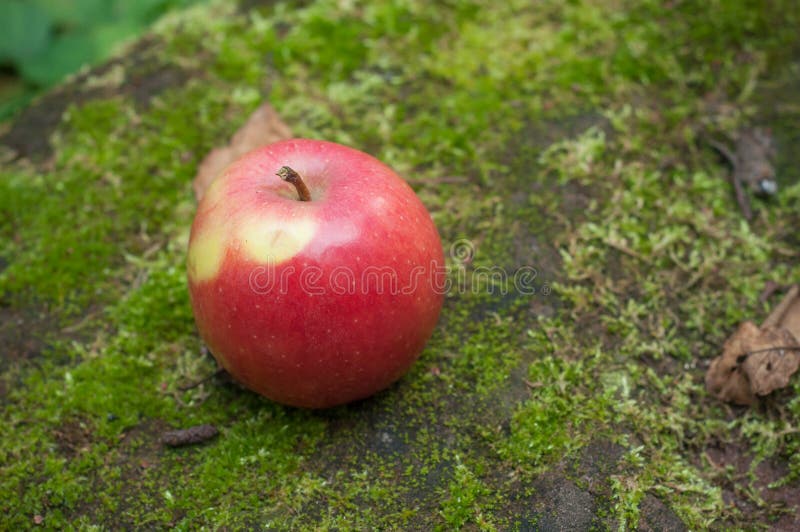 La Pomme De Mai Avec De La Mousse a Couvert En Pierre Image stock ...