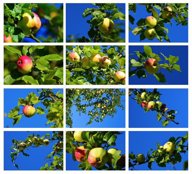 Pommier sauvage photo stock. Image du botanique, jardin - 63821144