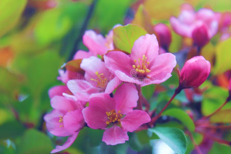 Arbre De Pomme Sauvage - Malus « prince Pourpre » [ Image stock - Image ...