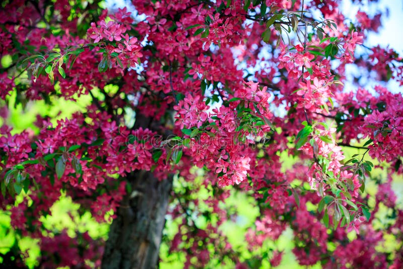 Pomme sauvage de floraison image stock. Image of beau - 73093461