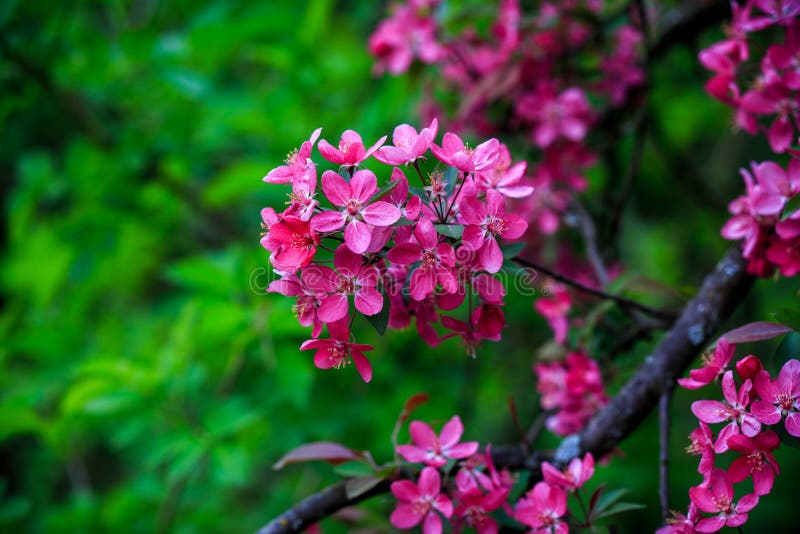 Pomme sauvage de floraison image stock. Image of beau - 73093461