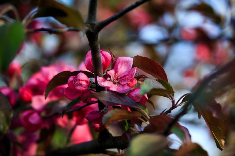 Pomme sauvage de floraison image stock. Image of beau - 73093461