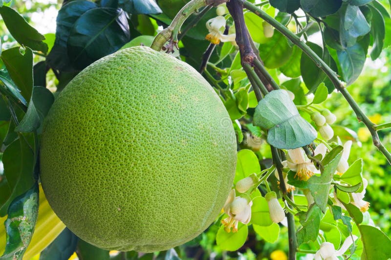 Pomelo, Pummelo, Shaddok, Citrus Maxima Fotografia Stock - Immagine di ...