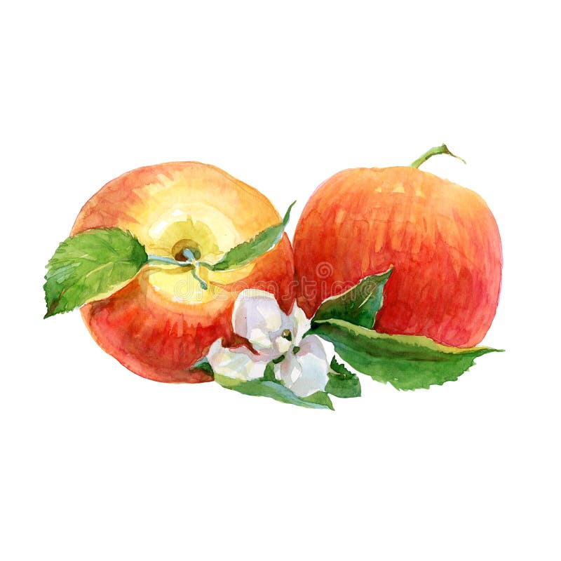 Pommes d'aquarelle illustration stock. Illustration du illustration ...