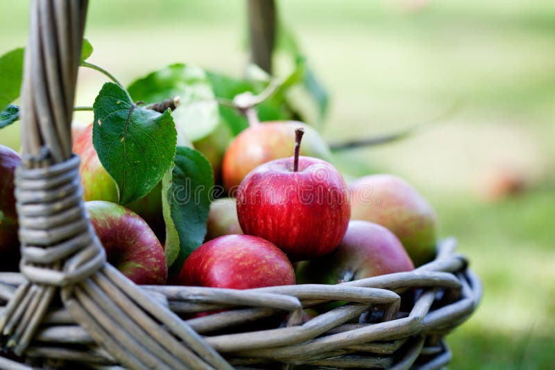 Pommes dans le panier image stock. Image du branchement - 26242839