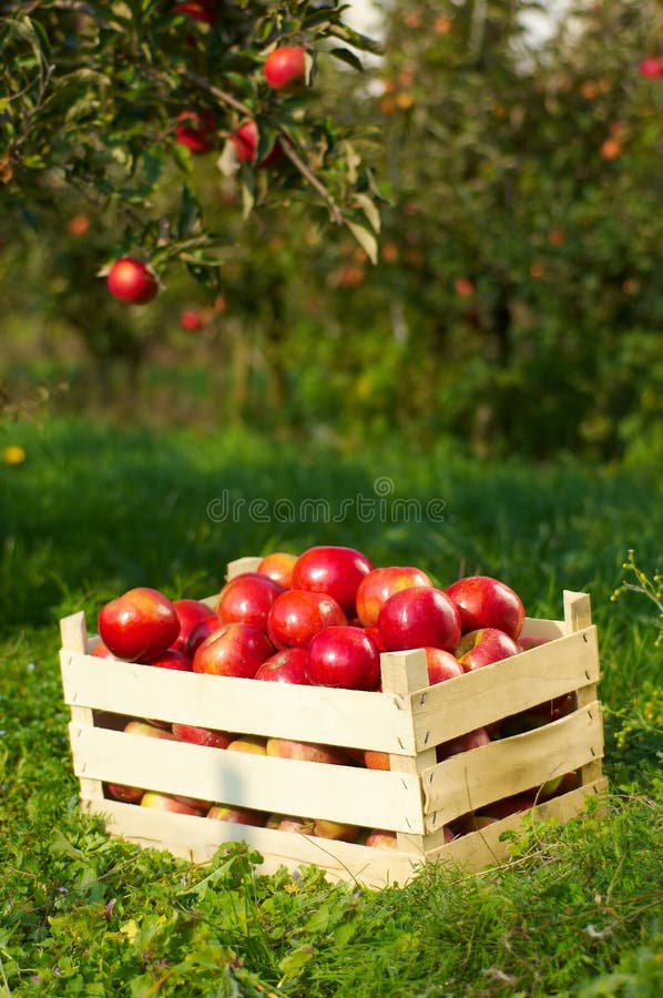 Pommes dans le verger image stock. Image du cyder, automne - 1803401