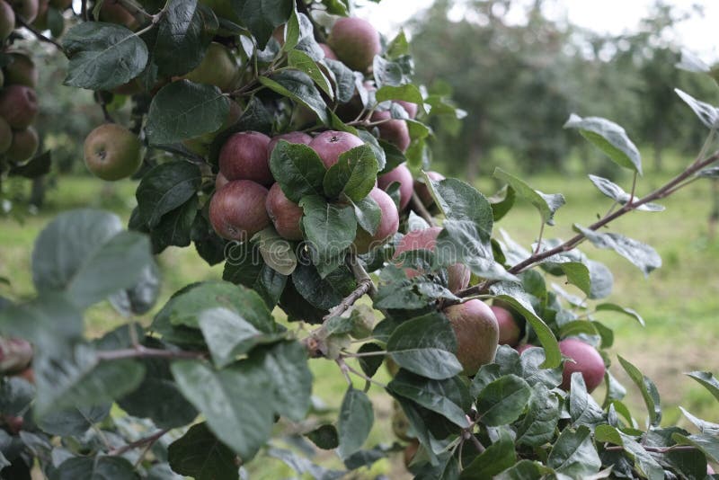Pommes dans le verger image stock. Image du délicieux - 6775641