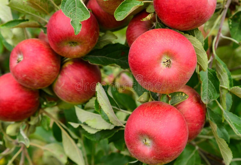 Pommes dans un verger photo stock. Image du aigre, acidulé - 54611088