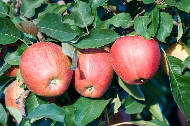 Pommes De Gala Sur Le Branchement Image stock - Image du lames, pomme ...