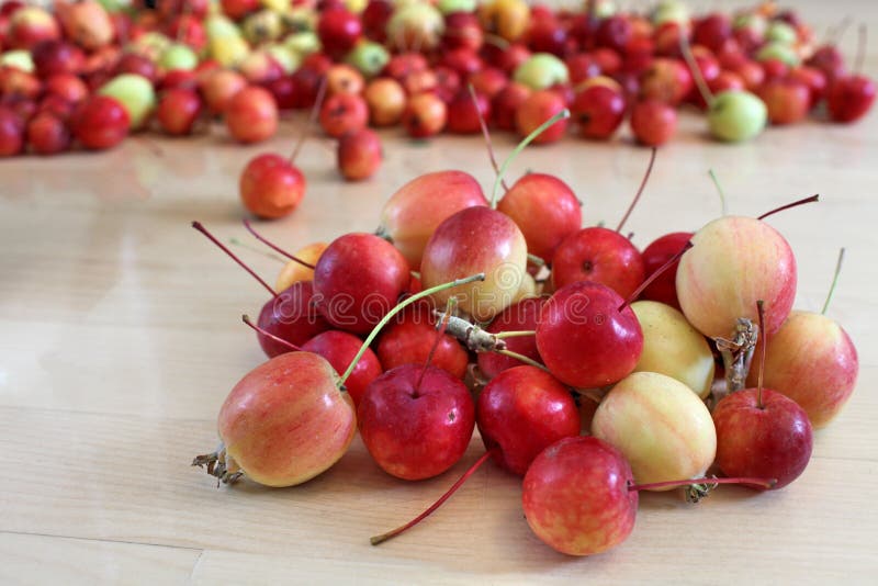 Pommes de pile image stock. Image du personne, agriculture - 26751741