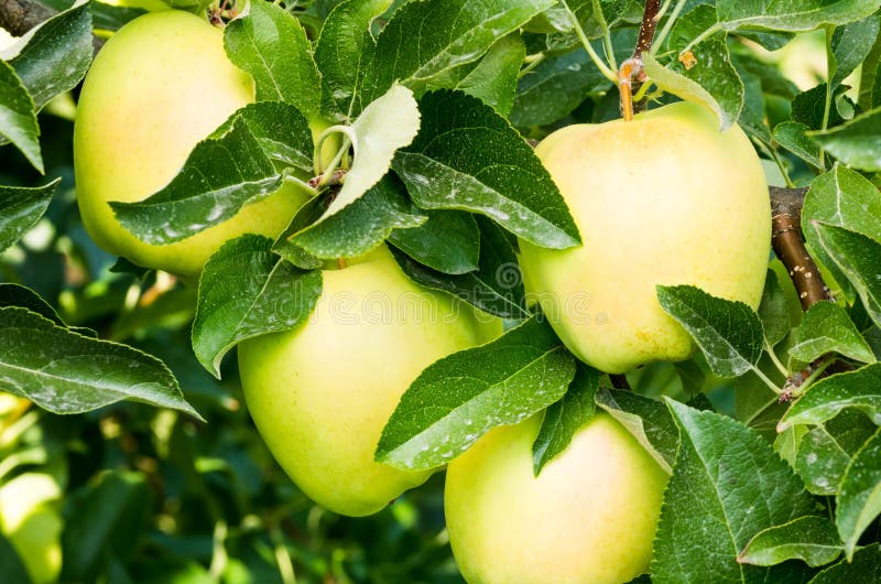 Pommes Golden Delicious Sur L'arbre Image stock - Image du frais ...
