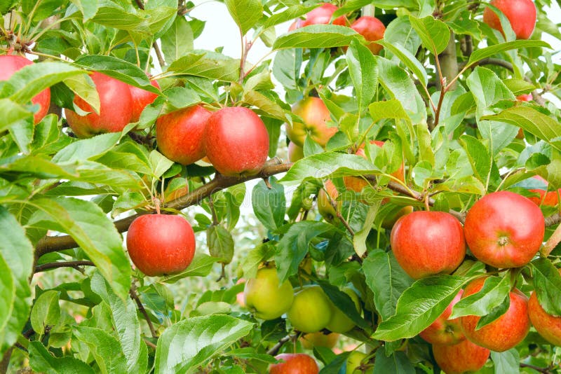 Pommes Rouges Mûres Sur Un Vieux Fond Gris En Bois Image stock - Image ...
