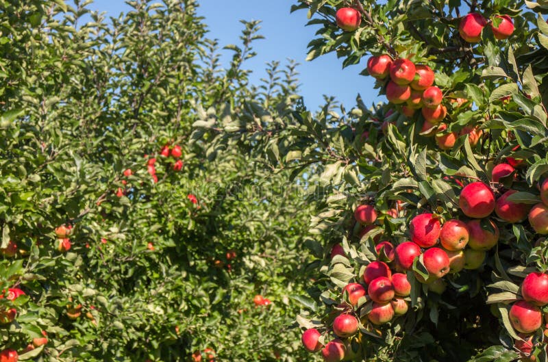 Pommes Rouges Mûres Sur Un Vieux Fond Gris En Bois Image stock - Image ...