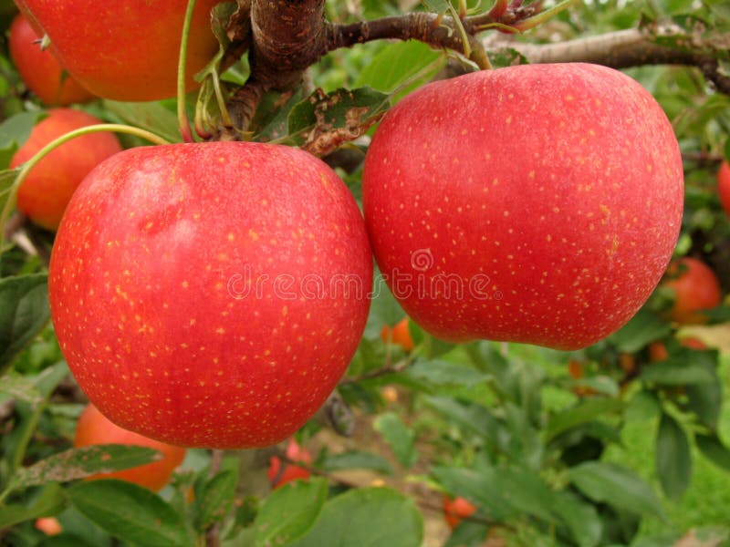 Pommes red delicious image stock. Image du paire, arbre - 1335903
