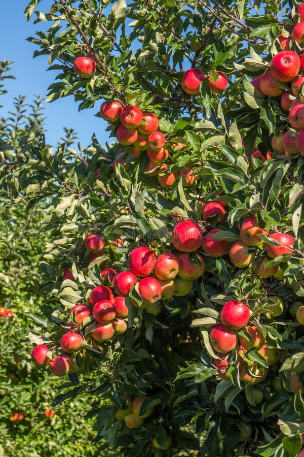 Bio Pommes Rouges Dans L'arbre Image stock - Image du rouge, mûr: 60028909