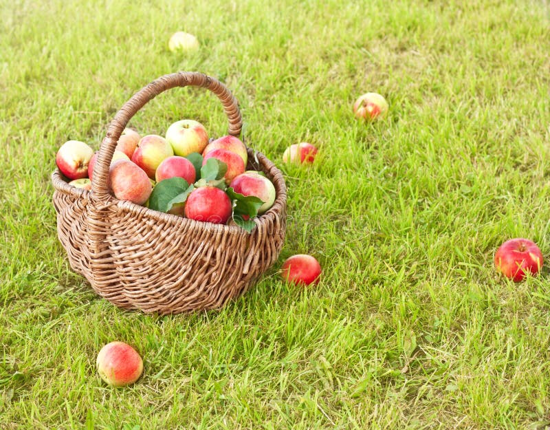 Pommes Rouges Dans Le Panier De Paille. Photo stock - Image du frais ...
