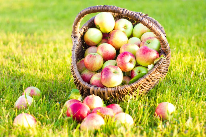 Pommes Rouges Dans Le Panier De Paille. Photo stock - Image du frais ...