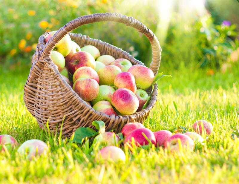 Pommes Rouges Dans Le Panier De Paille. Photo stock - Image du frais ...