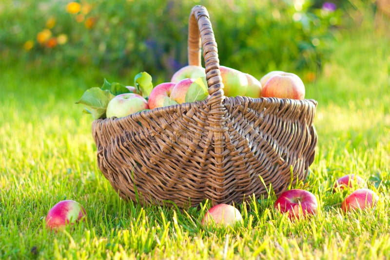 Pommes Rouges Dans Le Panier De Paille. Image stock - Image du paille ...