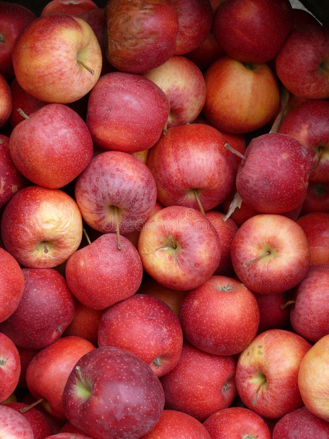 Pommes Rouges Brillantes Dans Une Caisse En Bois. Image stock - Image ...