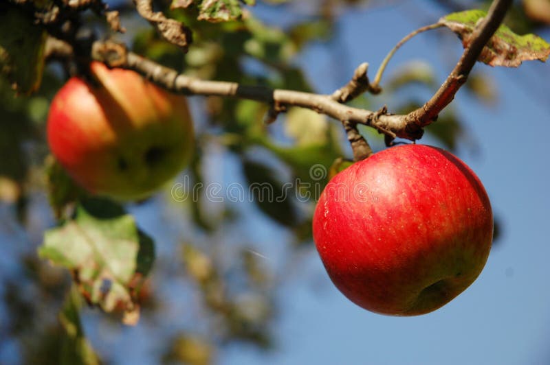 Pommes Rouges Pendant De L'arbre. Photo stock - Image du prêt, pomme ...