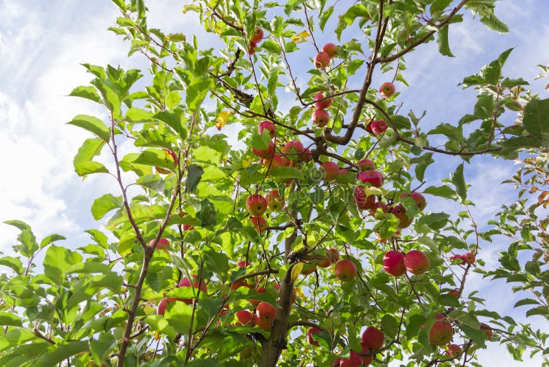 Pommes rouges sur l'arbre photo stock. Image du ferme - 27097468