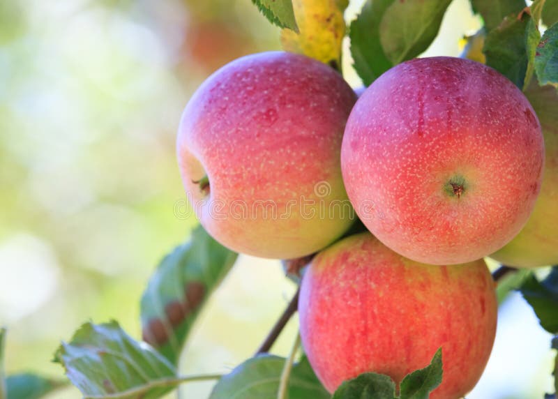 Pommes rouges sur l'arbre photo stock. Image du ferme - 27097468
