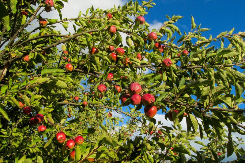 Fruit Rouge De Pomme Sur L'arbre Photo stock - Image du arome, pomme ...
