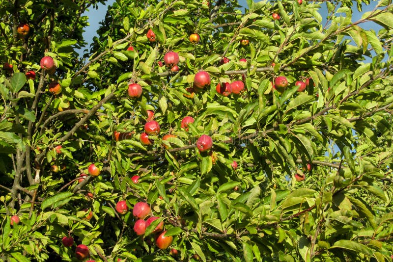 Fruit Rouge De Pomme Sur L'arbre Photo stock - Image du arome, pomme ...