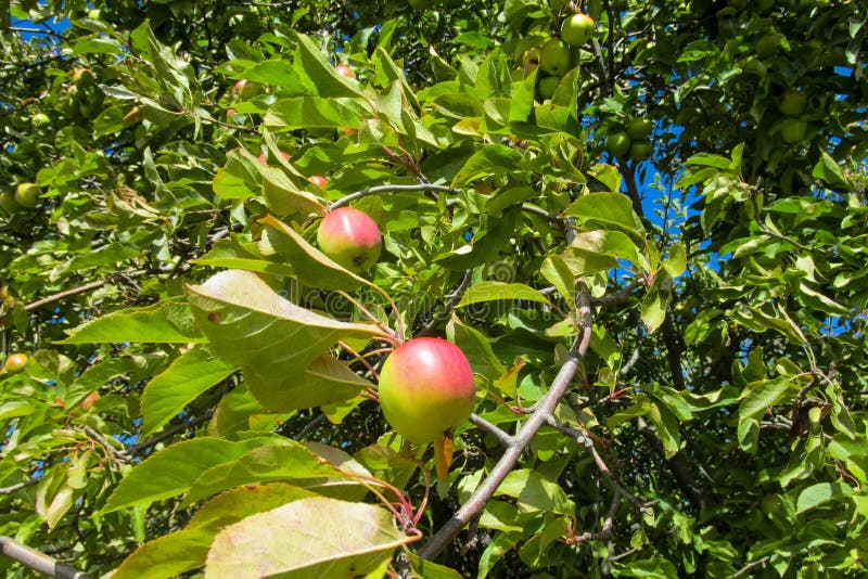 Fruit Rouge De Pomme Sur L'arbre Photo stock - Image du arome, pomme ...