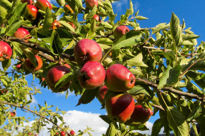Fruit Rouge De Pomme Sur L'arbre Photo stock - Image du arome, pomme ...