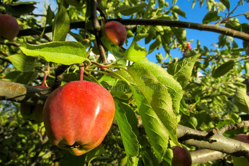 Fruit Rouge De Pomme Sur L'arbre Photo stock - Image du arome, pomme ...