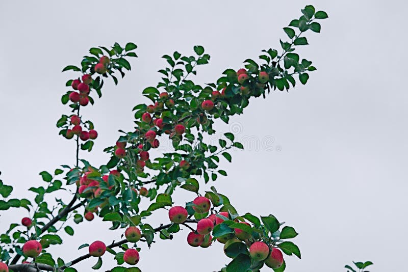Pommes Rouges Sur La Branche De Pommier Image stock - Image du agricole ...