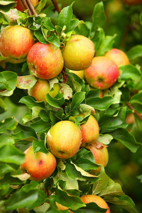 Pommes Rouges Sur Le Branchement De Pommier Image stock - Image du ...