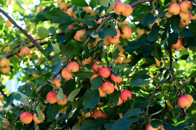 Pommes sauvages jaunes photo stock. Image du collecte - 34417018