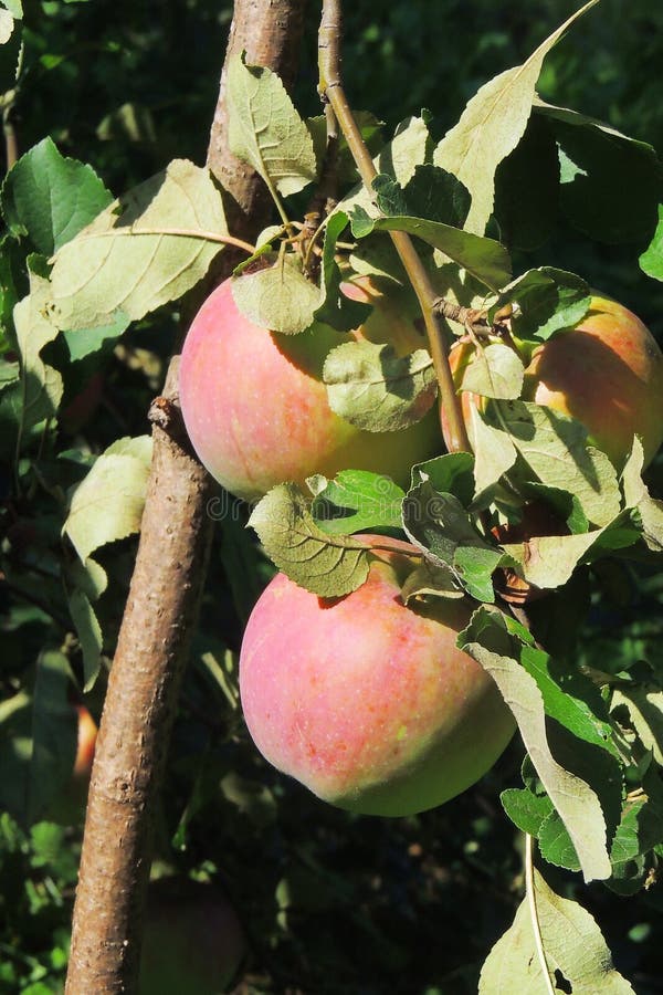 Pommes sur l'arbre image stock. Image of frais, croissance - 126255067