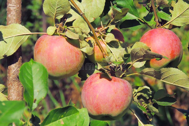 Pommes sur l'arbre image stock. Image of frais, croissance - 126255067