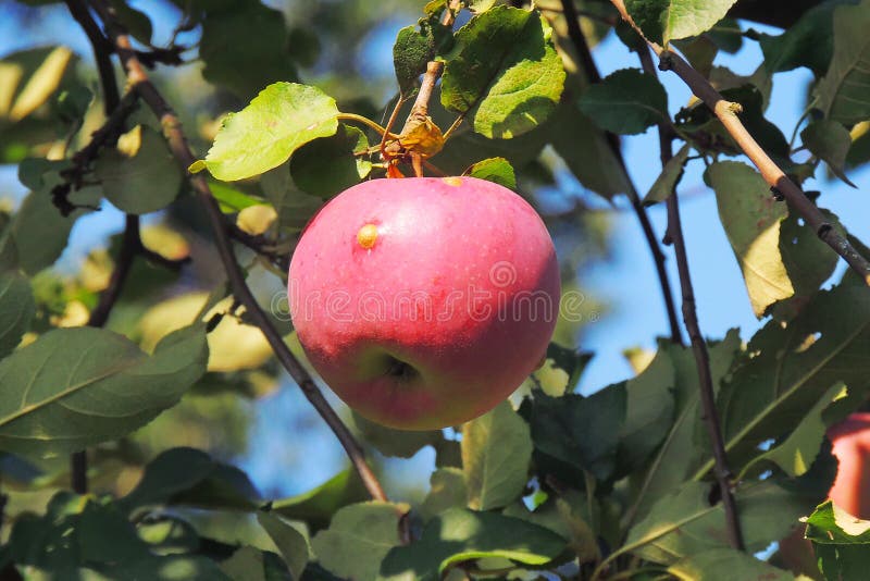 Pommes sur l'arbre image stock. Image of frais, croissance - 126255067