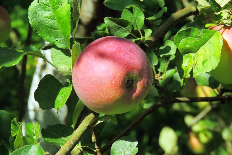 Pommes sur l'arbre image stock. Image of frais, croissance - 126255067