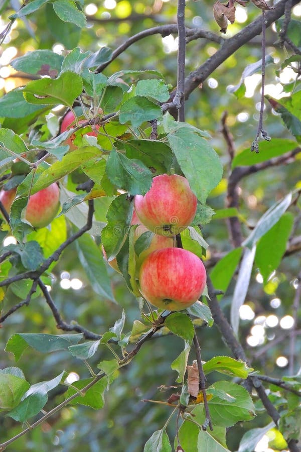 Pommes sur l'arbre image stock. Image du jardinage, lames - 126255067