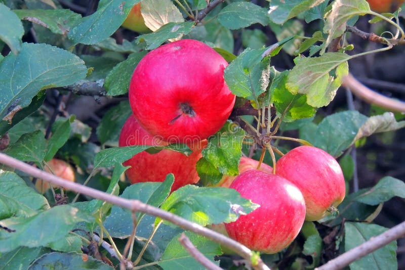 Pommes sur l'arbre image stock. Image du frais, croissance - 126255067