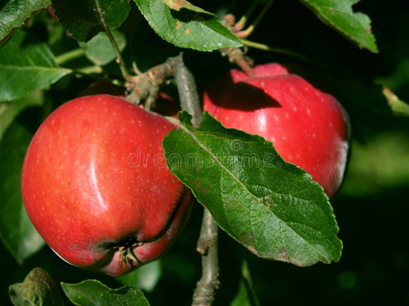 Pommes rouges sur l'arbre photo stock. Image du ferme - 27097468