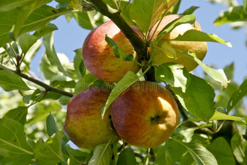 Pommes sur l'arbre image stock. Image du branchement - 13520677