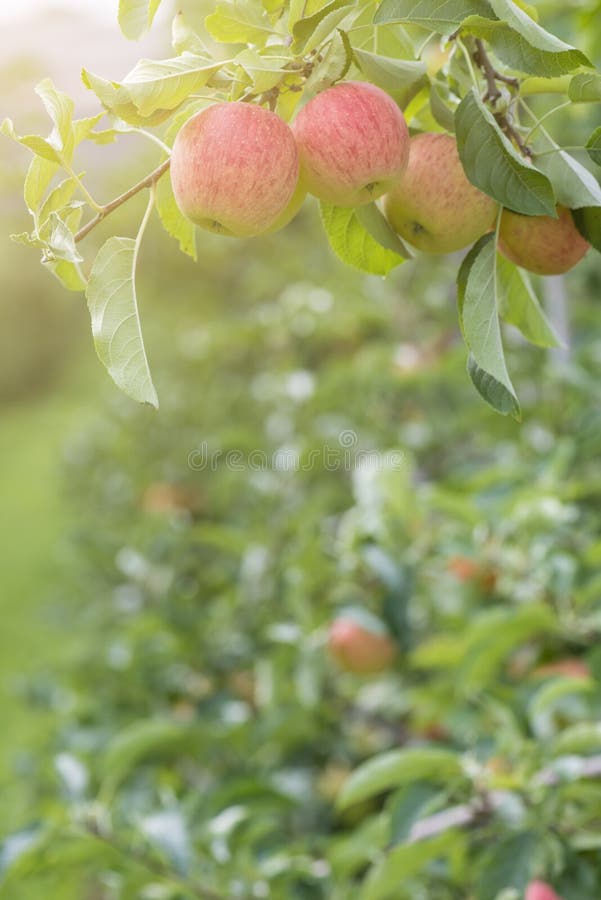 Pommes Sur L'arbre Dans Le Champ De Pommiers Photo stock - Image of ...