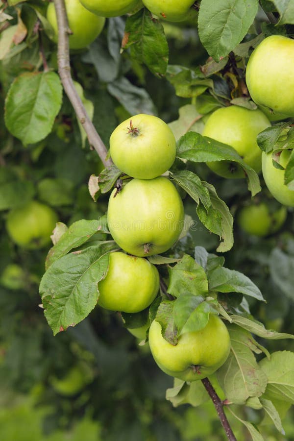 Pommes vertes photo stock. Image du pomme, collecte, jardin - 10739248