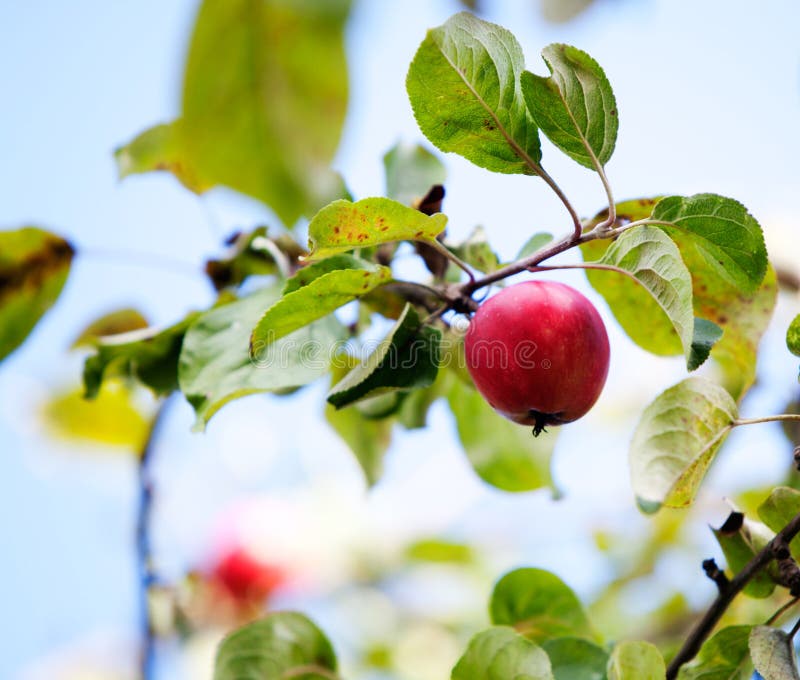 Pommier image stock. Image du juteux, agriculture, lumineux - 26707473