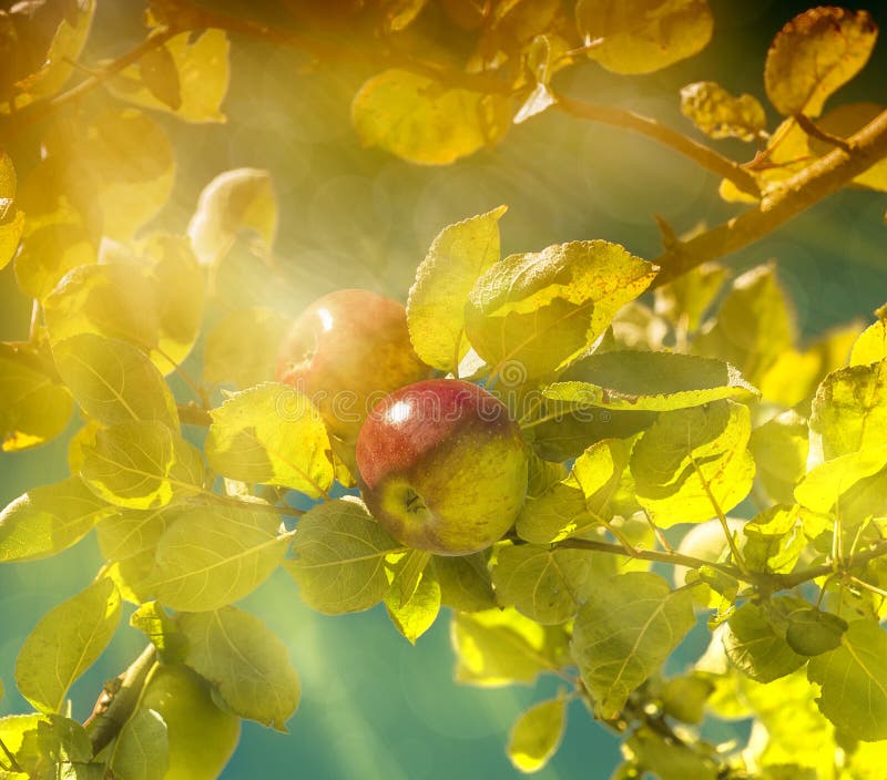 Arbre de pomme sauvage photo stock. Image of lame, automne - 28595132
