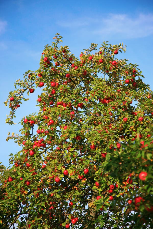 Pommier Avec Beaucoup De Pommes Rouges Photo stock - Image du sain ...
