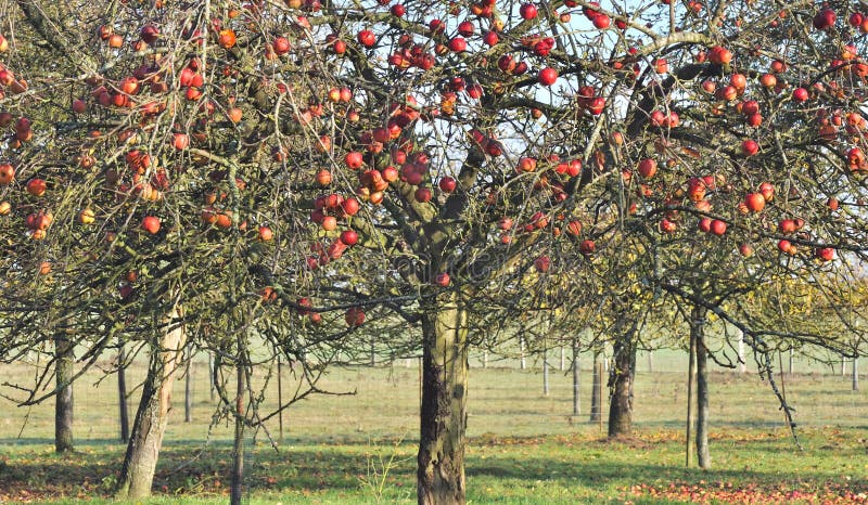 Pommier En Automne Photos stock - Image: 23235083